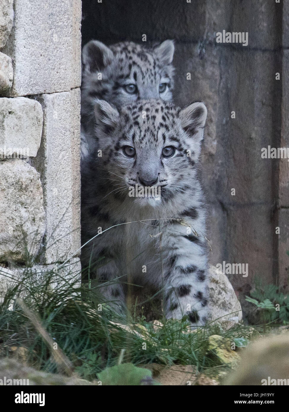 EMBARGOED TO 1300 WEDNESDAY JULY 12 Two female snow leopard cubs have ...