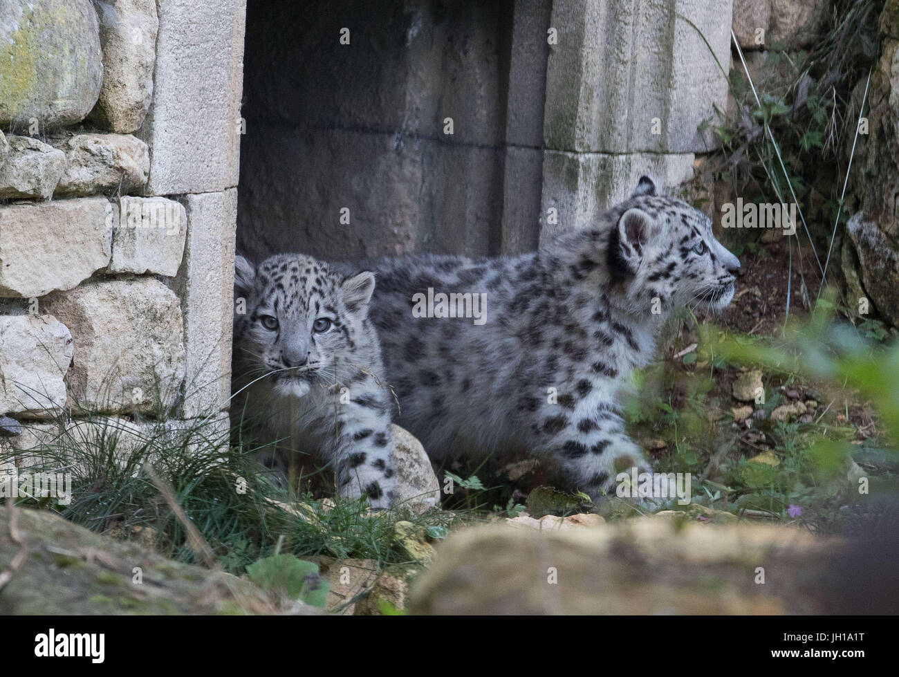 EMBARGOED TO 1300 WEDNESDAY JULY 12 Two female snow leopard cubs have ...
