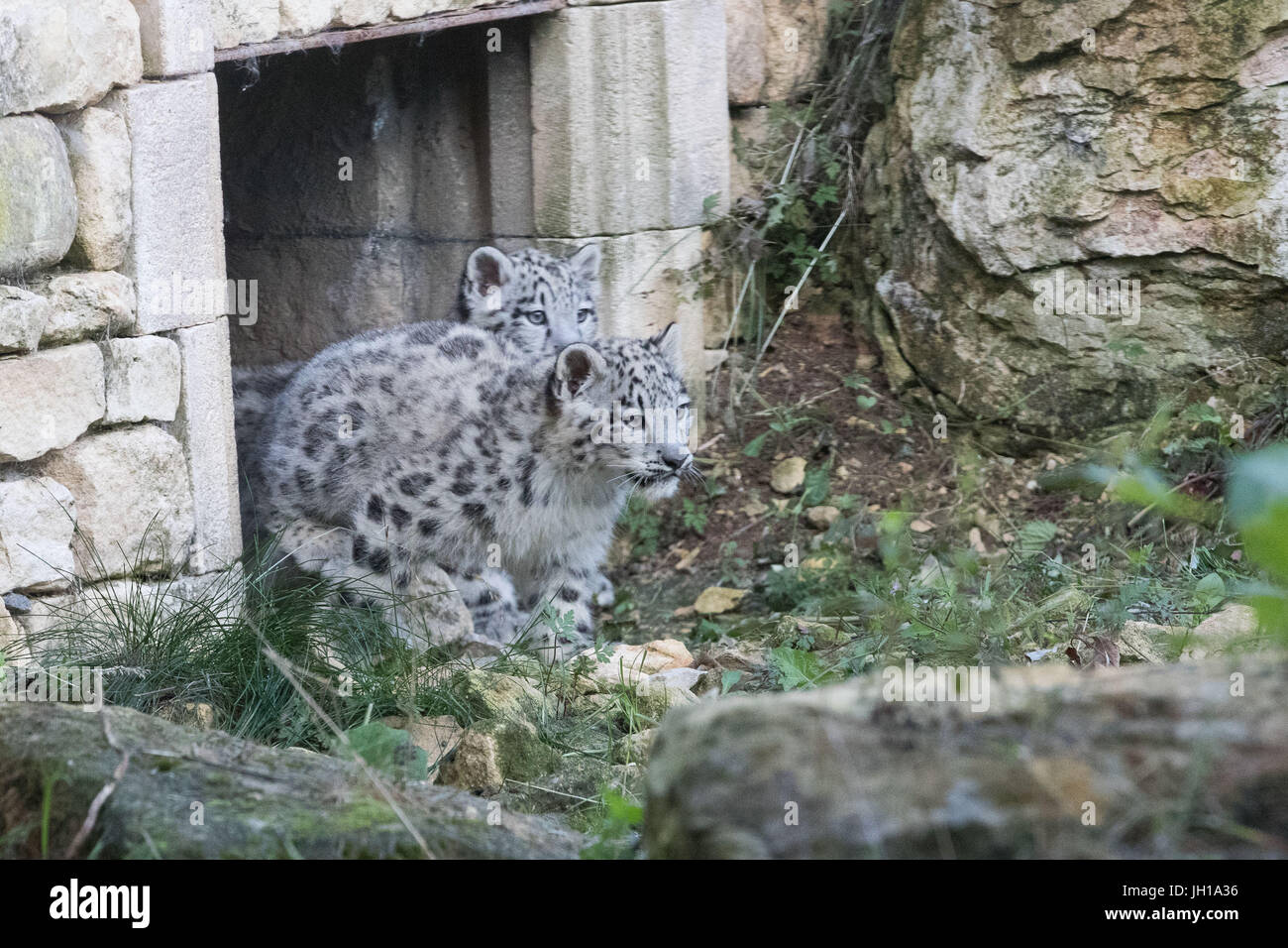 Two female snow leopard cubs hi-res stock photography and images - Alamy