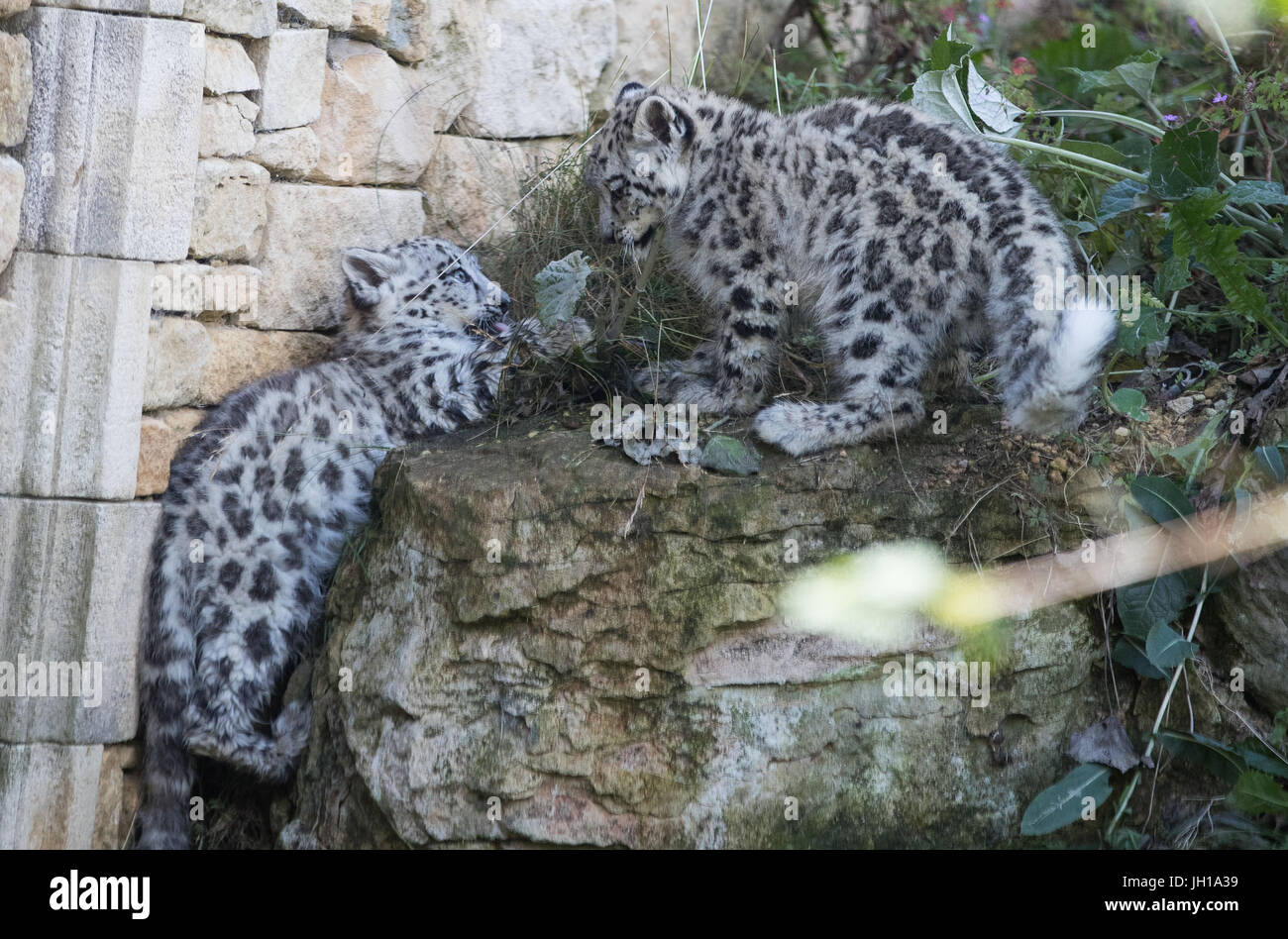 EMBARGOED TO 1300 WEDNESDAY JULY 12 Two female snow leopard cubs have ...