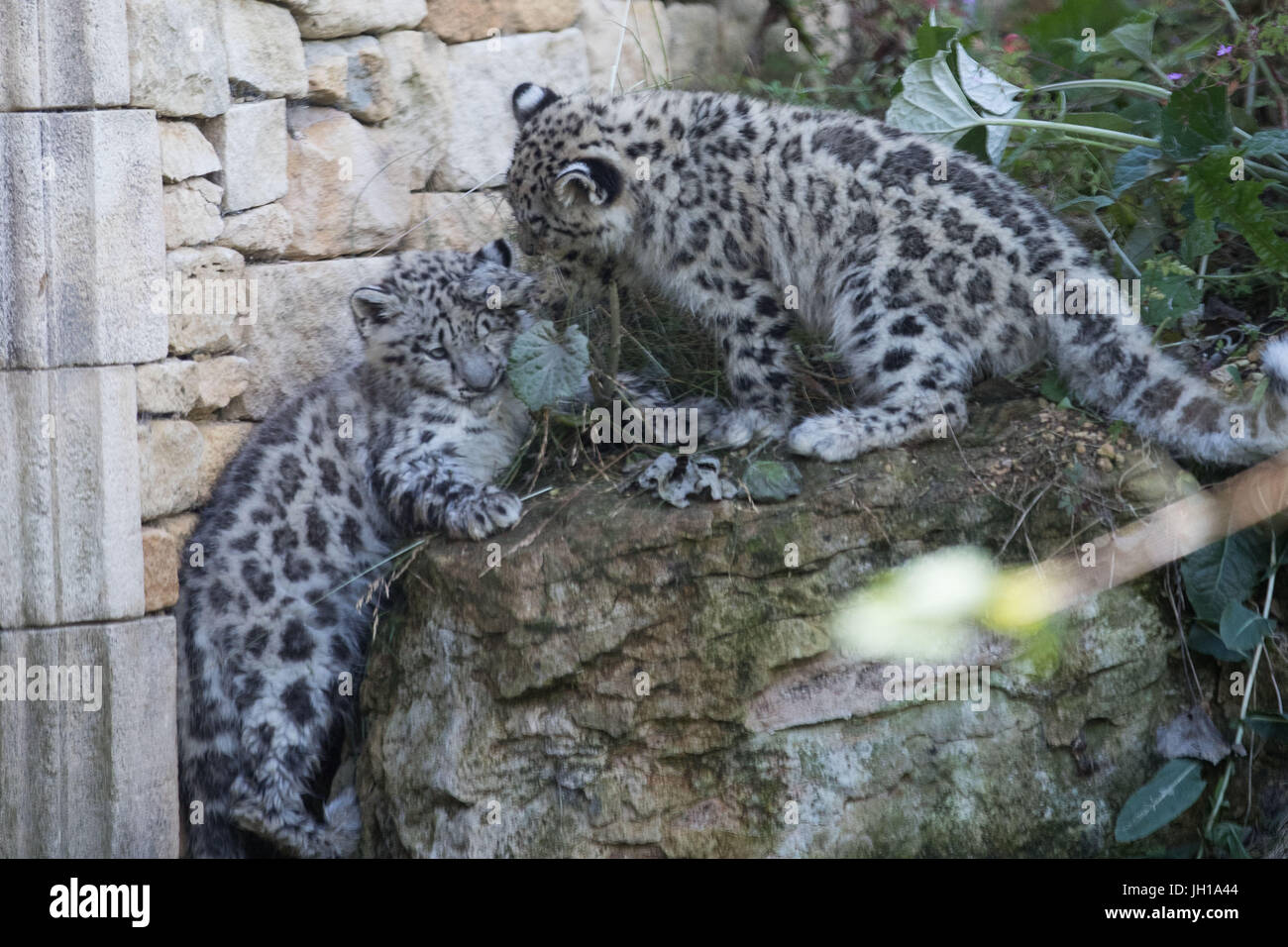 EMBARGOED TO 1300 WEDNESDAY JULY 12 Two female snow leopard cubs have ...