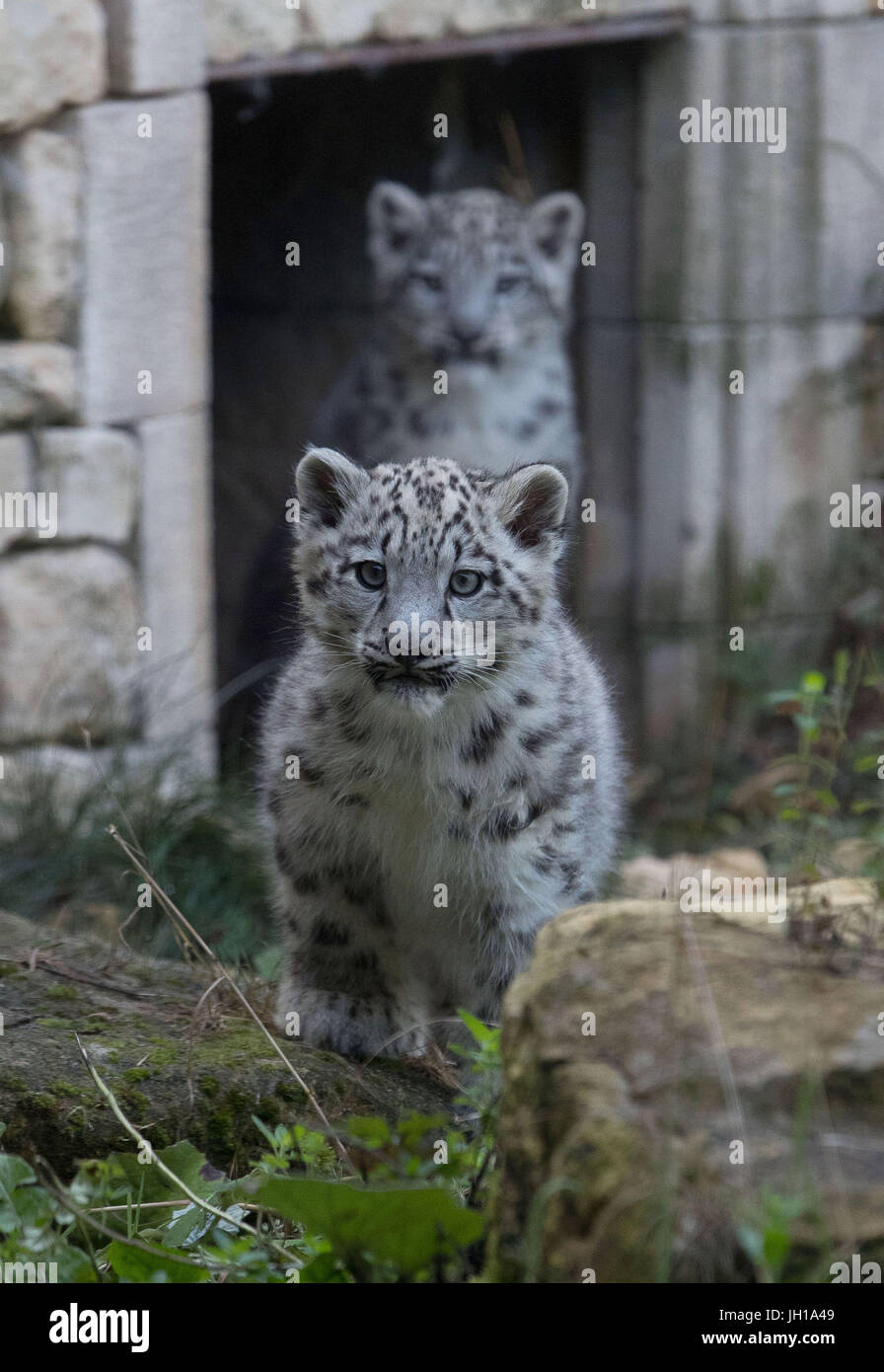 EMBARGOED TO 1300 WEDNESDAY JULY 12 Two female snow leopard cubs have ...
