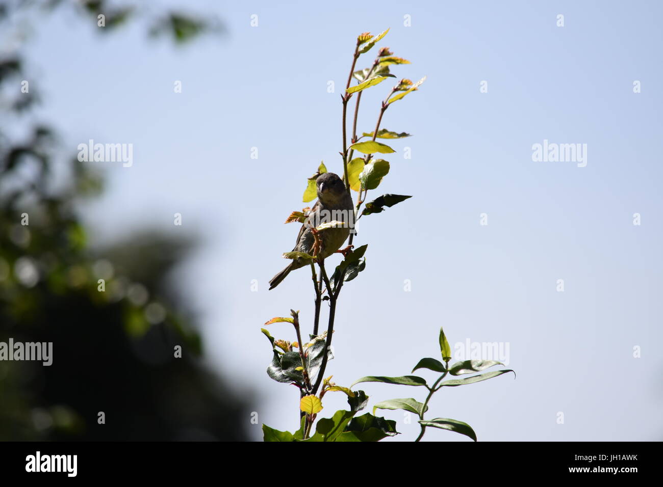 Bird in a high branch Stock Photo - Alamy