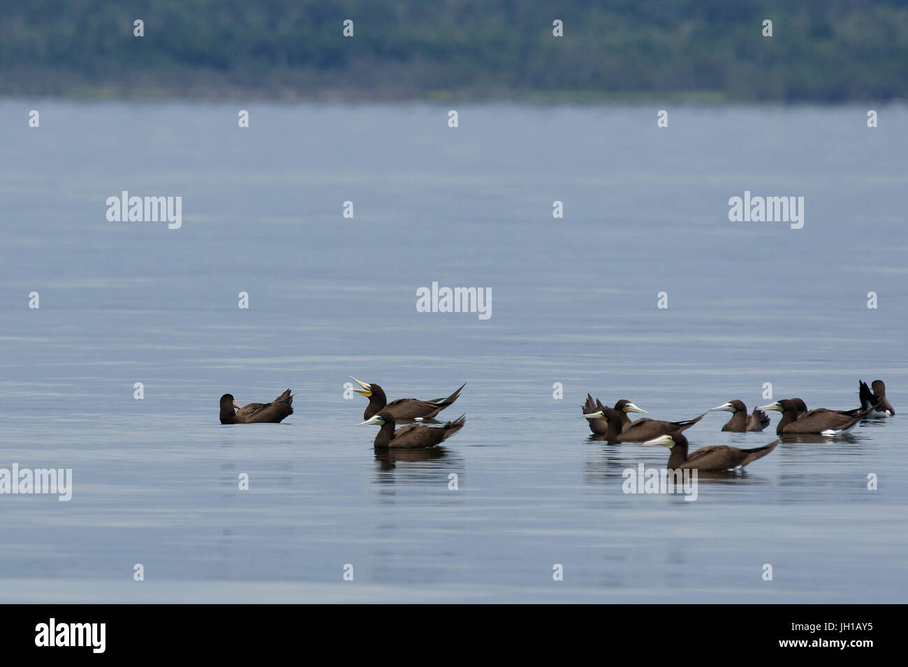 Bird, Alcatraz-pardo, Ilha do Mel, Encantadas, Paraná, Brazil Stock ...