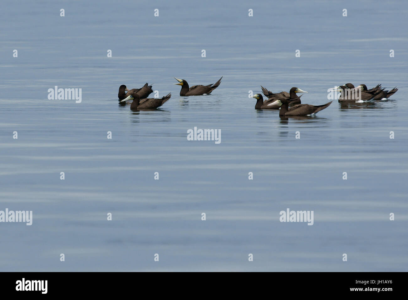 Bird, Alcatraz-pardo, Ilha do Mel, Encantadas, Paraná, Brazil Stock ...