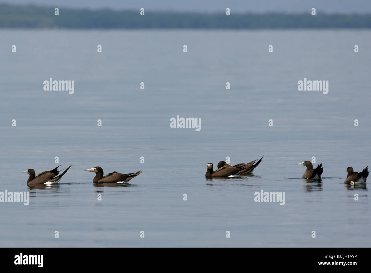 Alcatraz pardo hi-res stock photography and images - Alamy