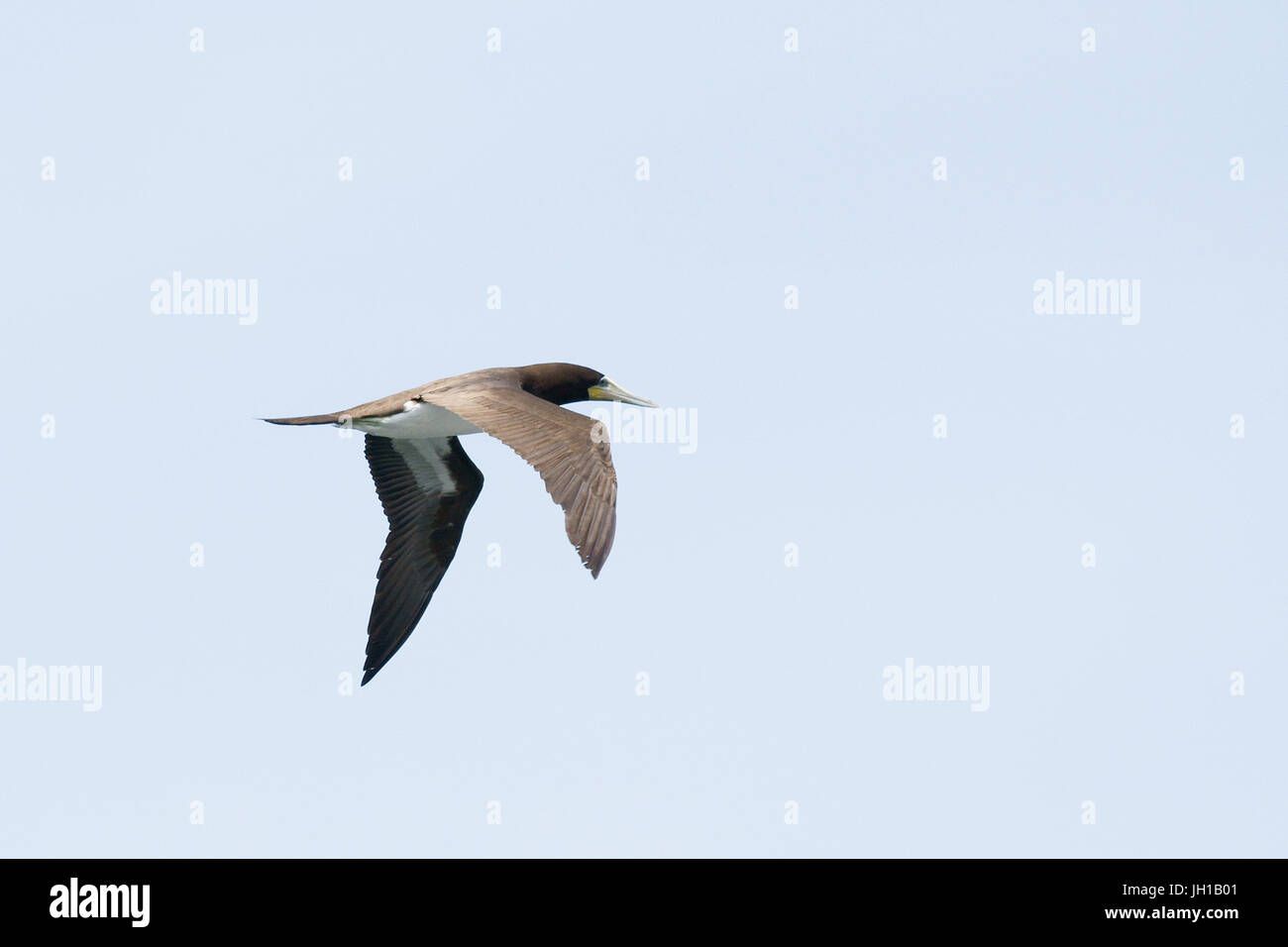 Bird, Alcatraz-pardo, Ilha do Mel, Encantadas, Paraná, Brazil Stock ...