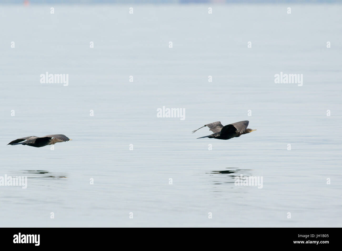 Bird, Alcatraz-pardo, Ilha do Mel, Encantadas, Paraná, Brazil Stock ...