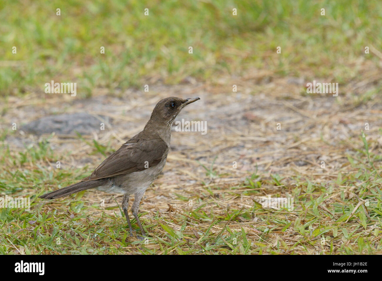 Bird, Sabiá-poca, Ilha do Mel, Encantadas, Paraná, Brazil Stock Photo ...