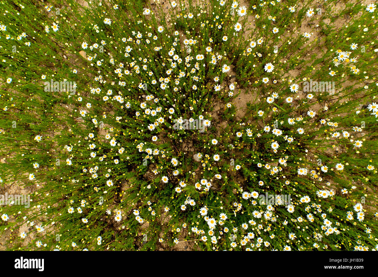 Birds eye view flowers hi-res stock photography and images - Alamy