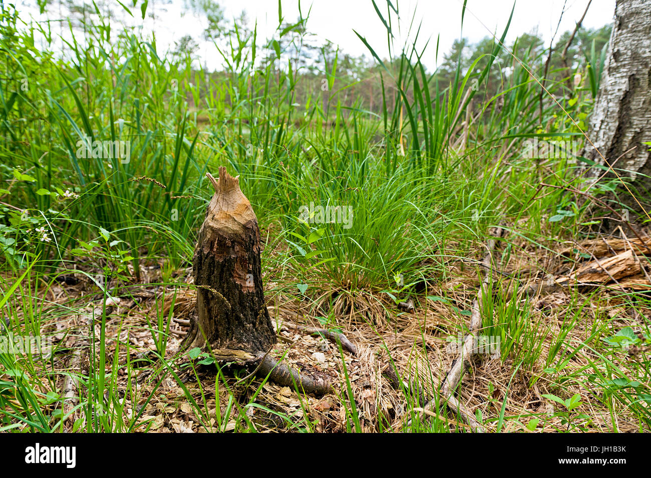 A tree stump and a few branches in the grass Stock Photo - Alamy