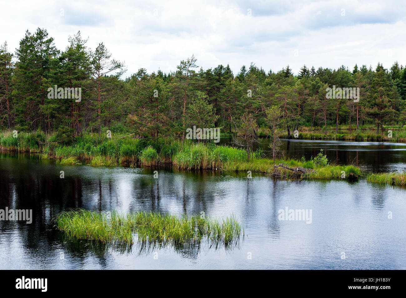 Seasonal swamp hi-res stock photography and images - Alamy