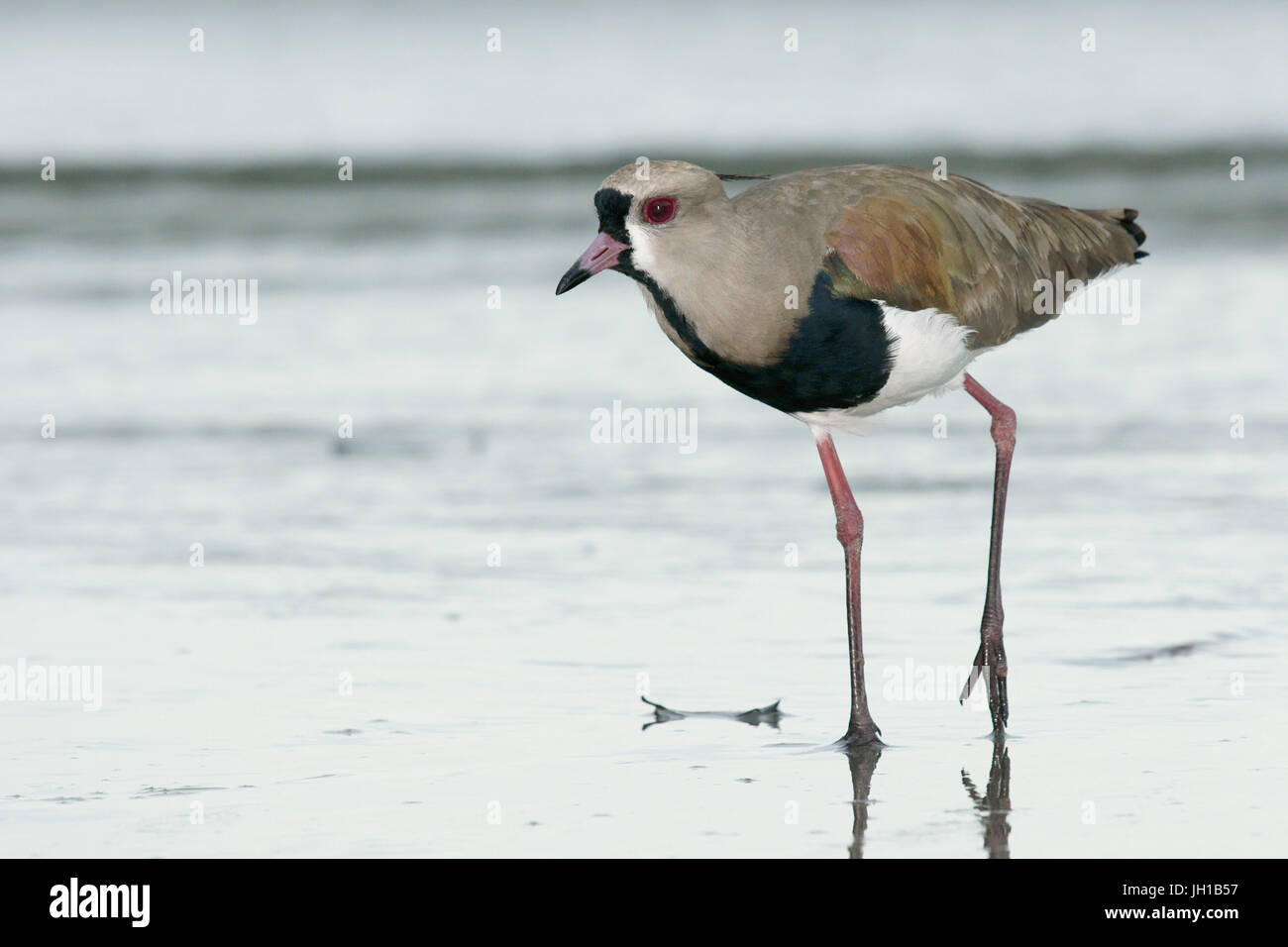 Quero hi-res stock photography and images - Alamy