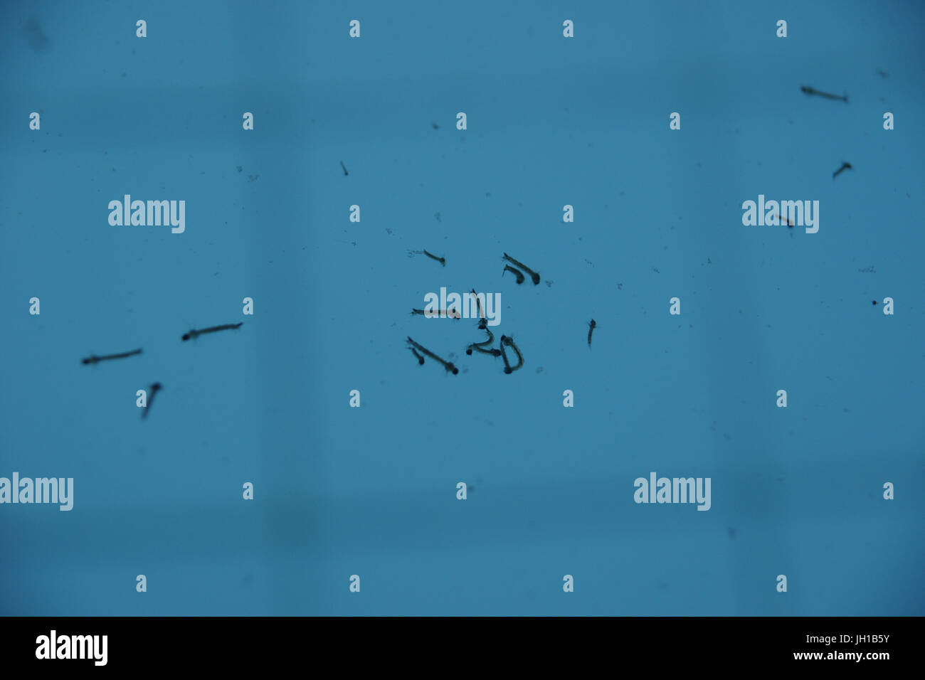 Larvas Termite, insect, São Paulo, Brazil Stock Photo - Alamy