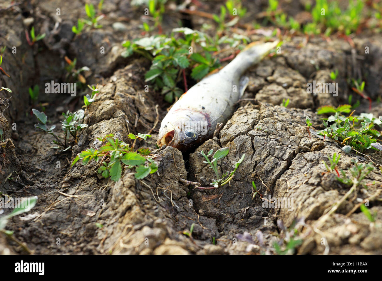 Heat dry summer Stock Photo - Alamy