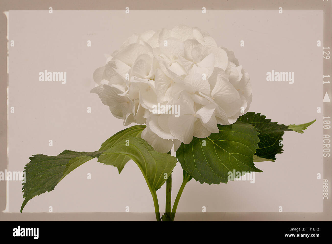Close up study of a white mop head Hydrangea Stock Photo - Alamy