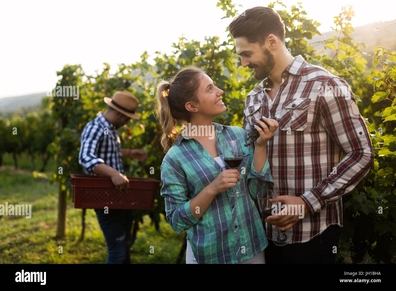 People harvesting grapes at winegrower vineyard Stock Photo - Alamy