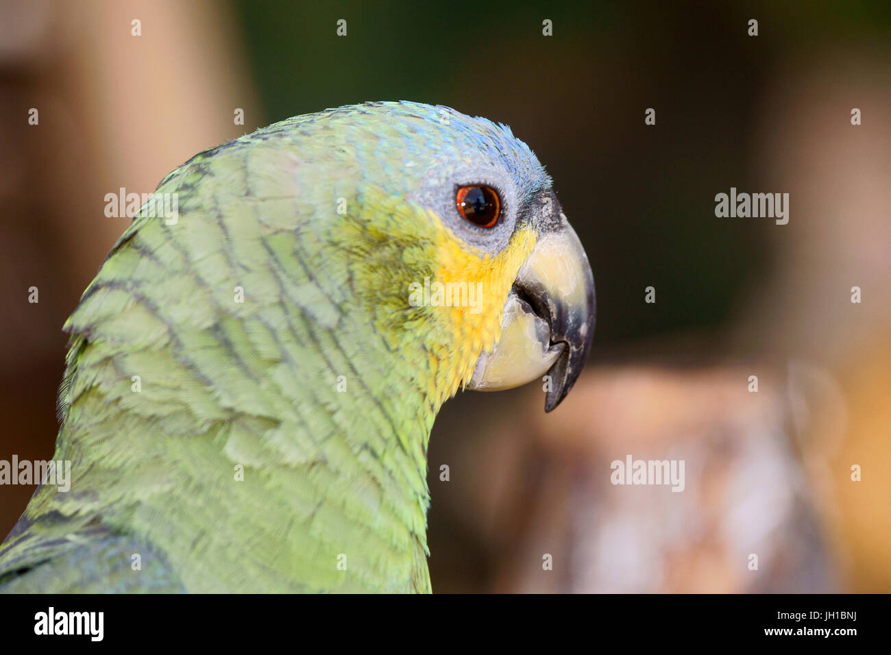 Bird, Parrot-pity-swamp, parrot-Greek, curica, Vassouras, Maranhão ...