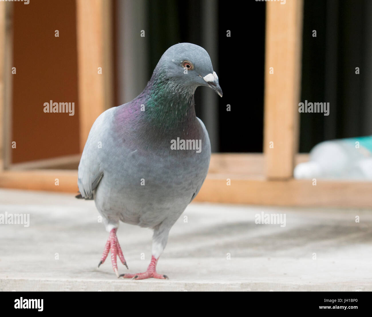 speed racing pigeon standing on home loft roof Stock Photo - Alamy