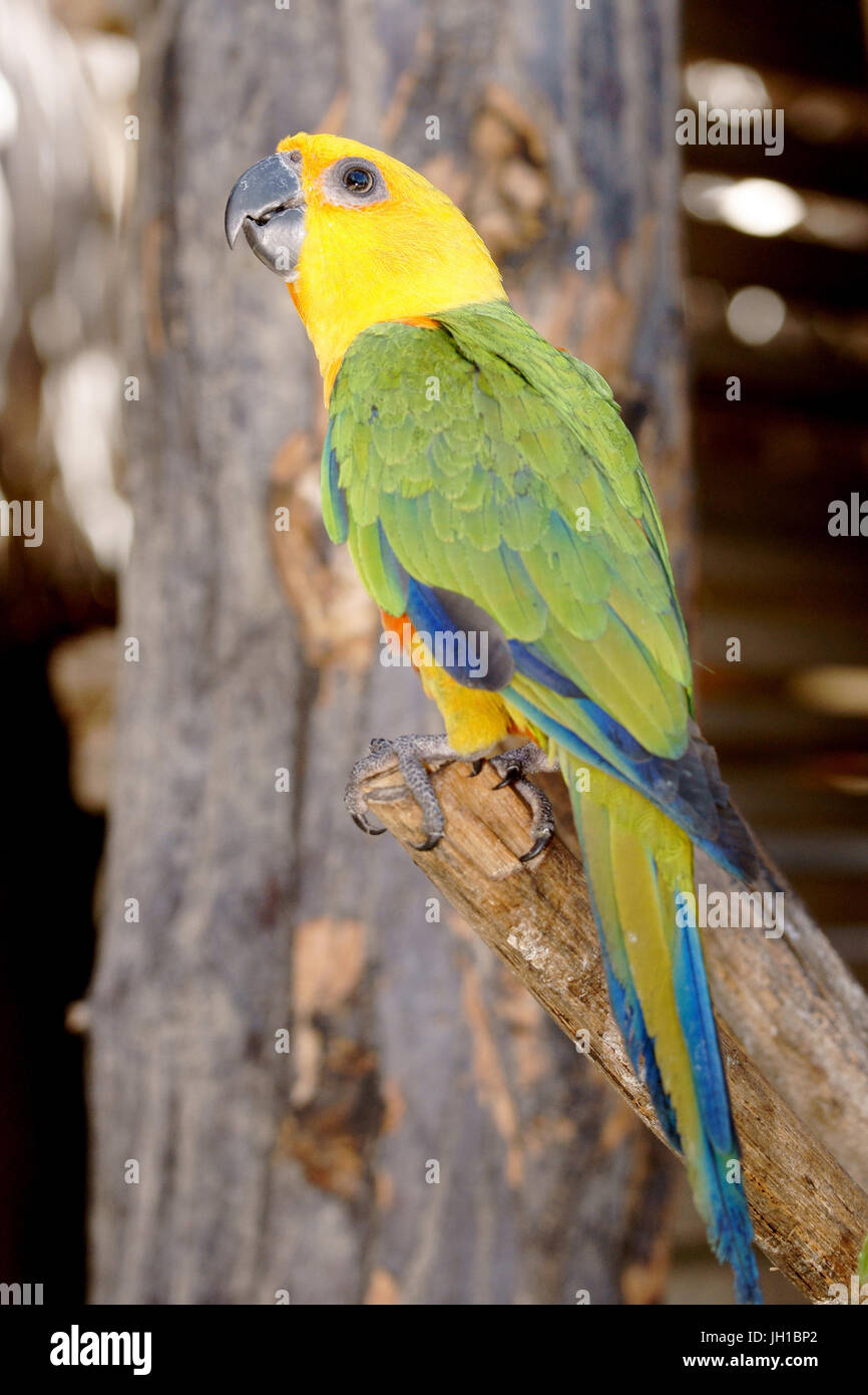 Bird, Jandaia-verdadeira, Vassouras, Maranhão, Brazil Stock Photo - Alamy