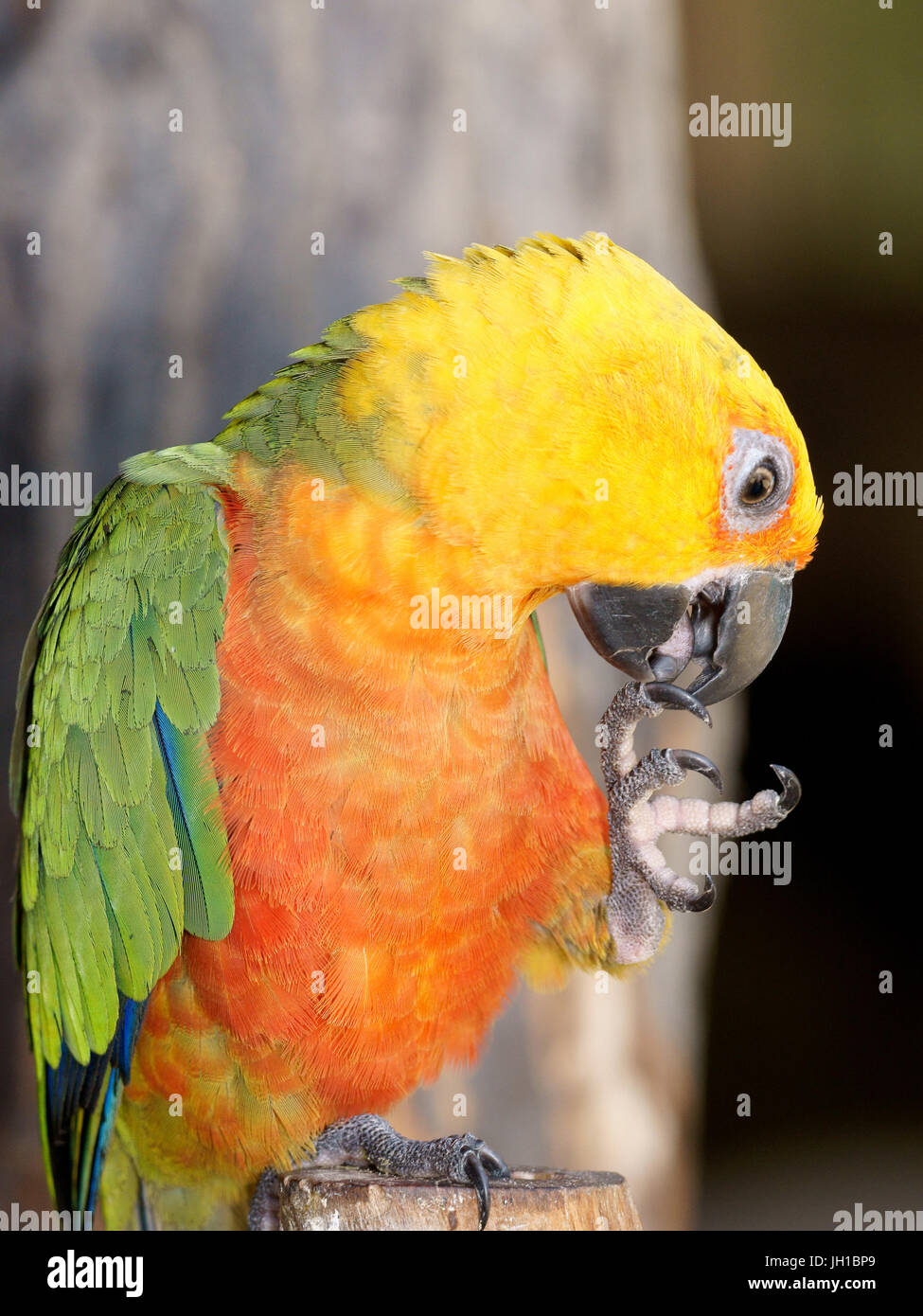 Jandaia verdadeira hi-res stock photography and images - Alamy