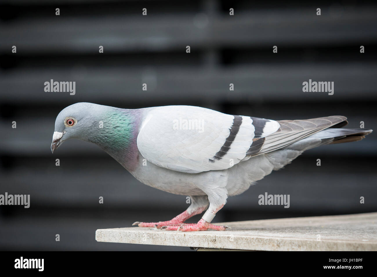 full body of speed racing pigeon bird Stock Photo - Alamy