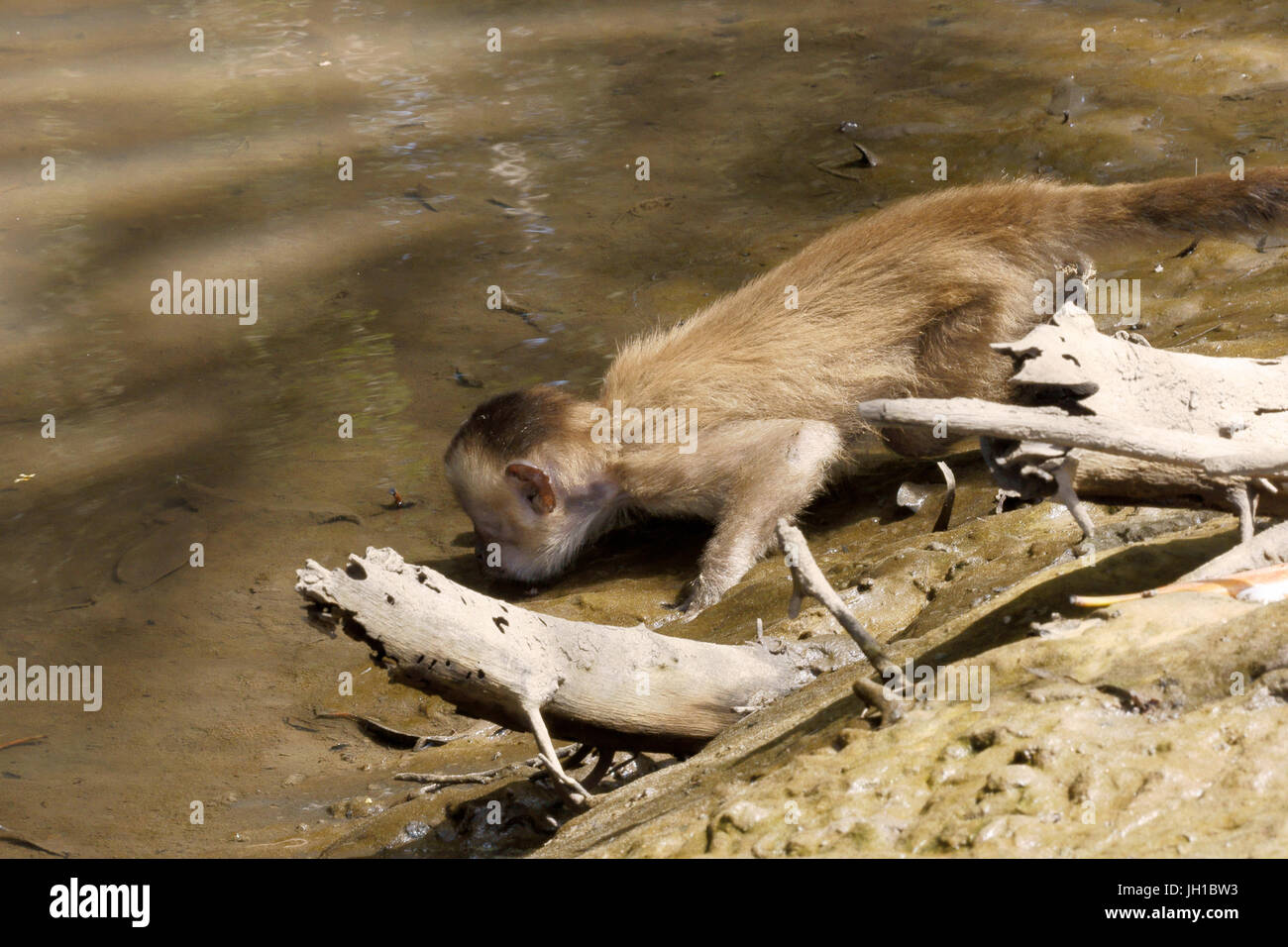 Sapajou of guyane hi-res stock photography and images - Alamy