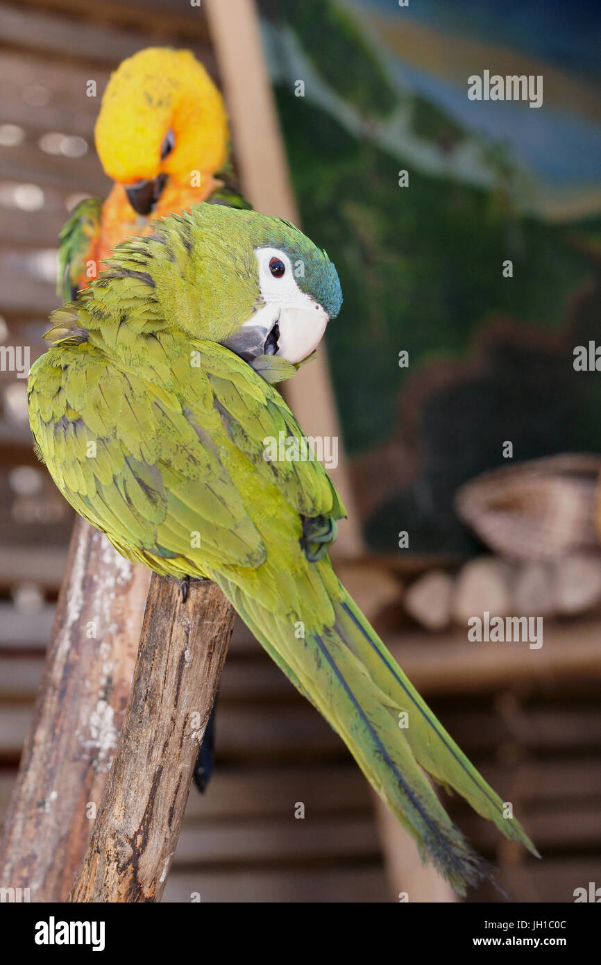 Bird, Periquitão Maracanã, Jandaia-verdadeira, Rio Preguiças, Vassouras ...