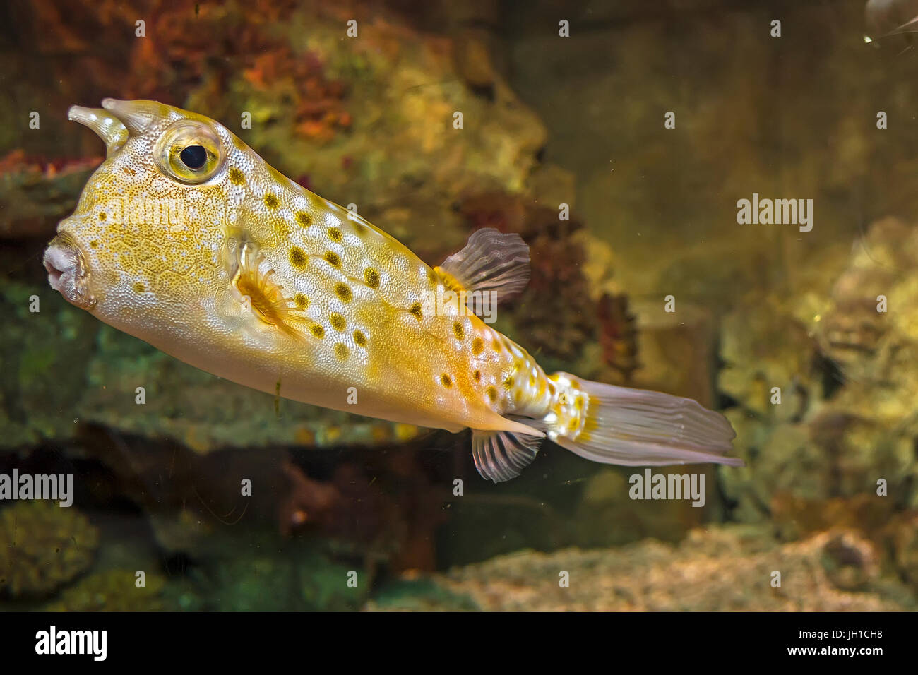 Longhorn Cowfish (Lactoria cornuta) UK Stock Photo - Alamy
