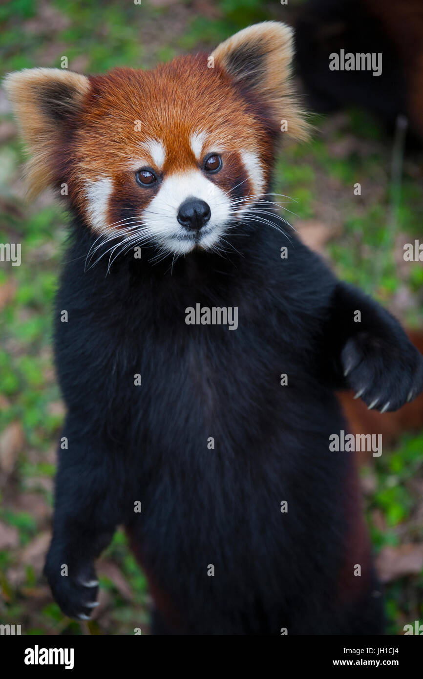 Himalaya red panda hi-res stock photography and images - Alamy