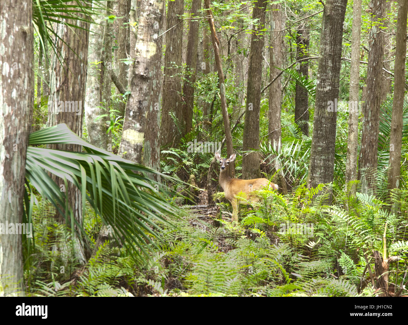 Deer in forest oak tree hi-res stock photography and images - Alamy