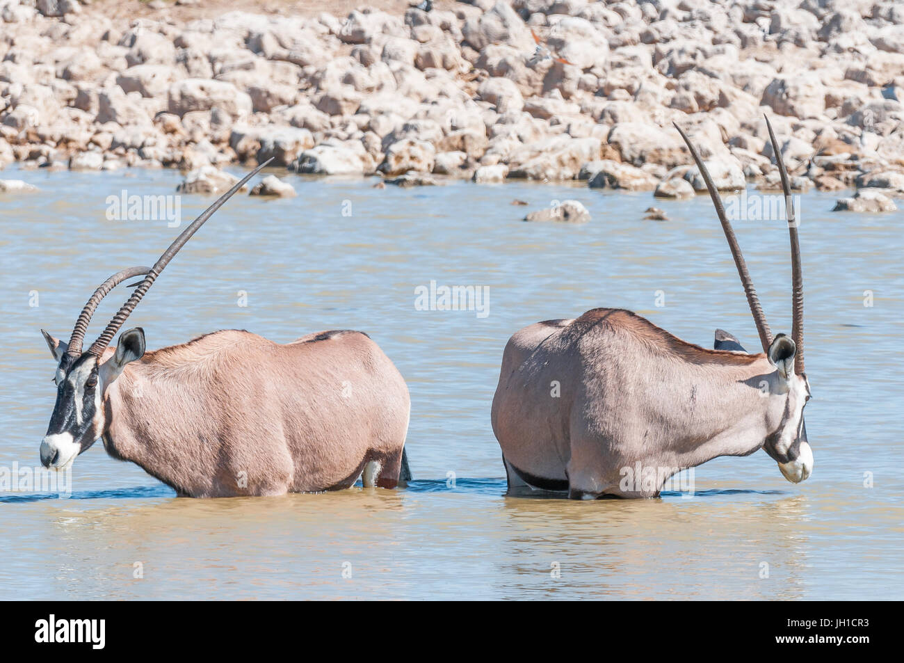 Deformed horn hi-res stock photography and images - Alamy