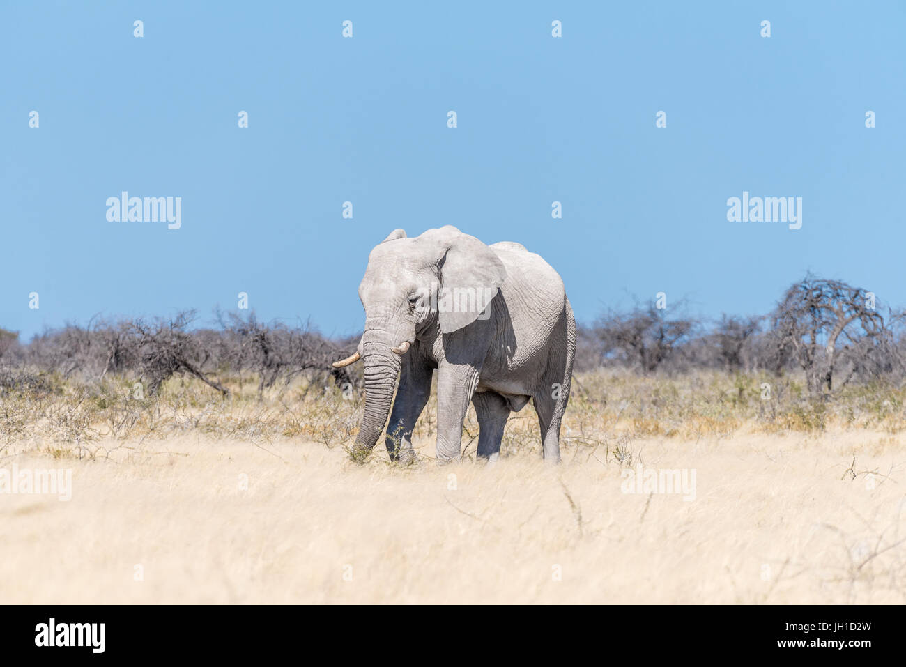 Thorn shrub hi-res stock photography and images - Alamy