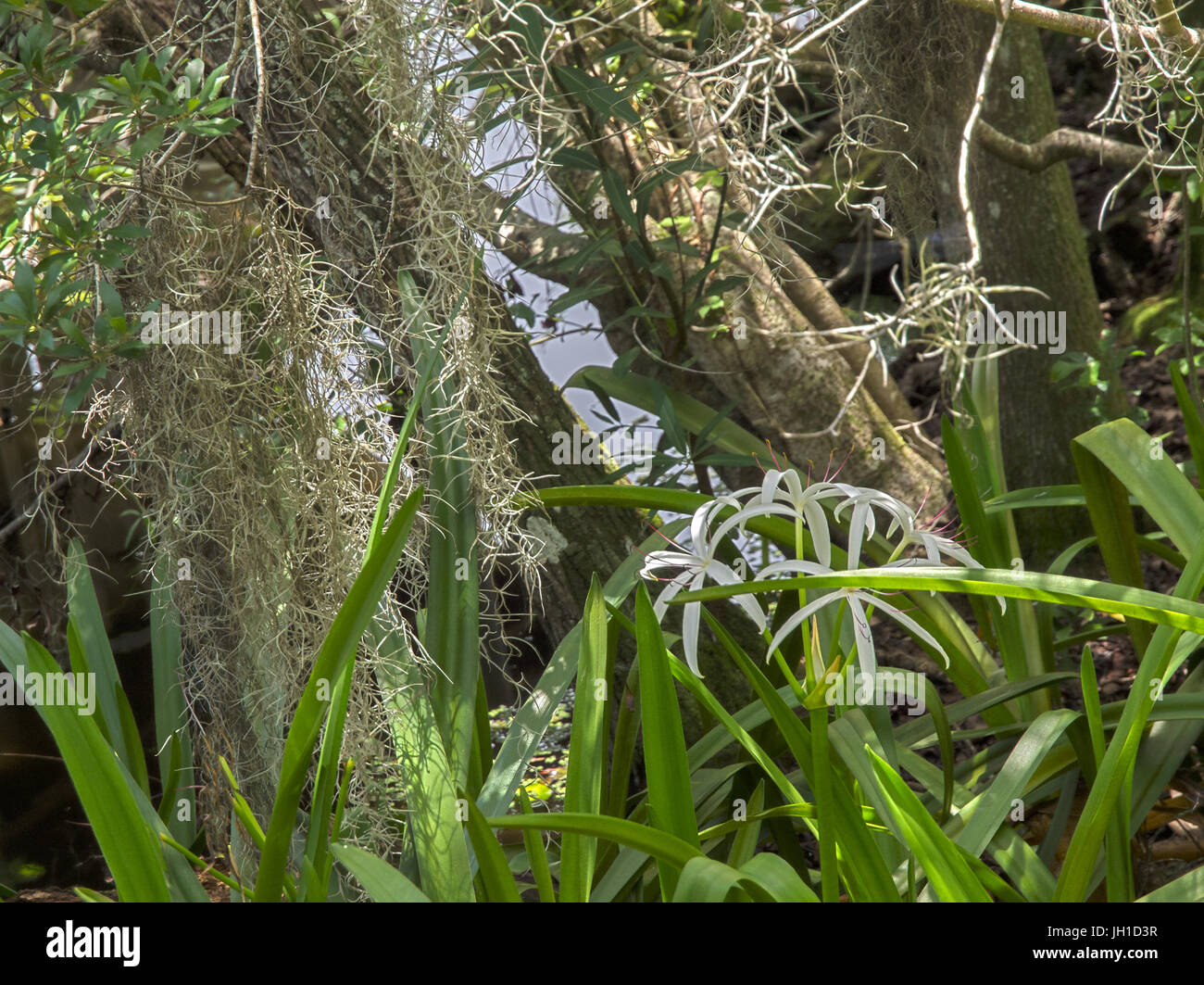 String lilies hi-res stock photography and images - Alamy