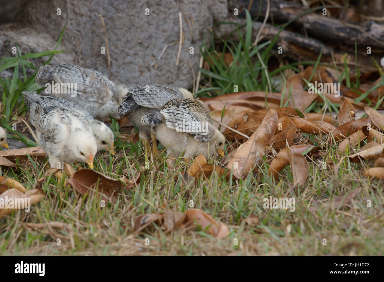 Birds, chicks, Lençois, Atins, Maranhão, Brazil Stock Photo - Alamy