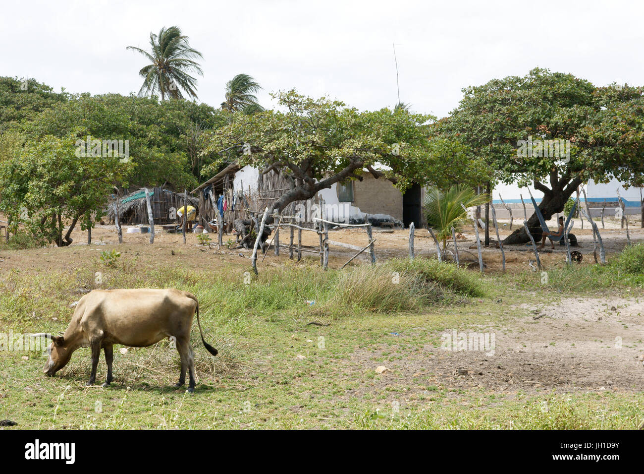 Ox and cow hi-res stock photography and images - Alamy