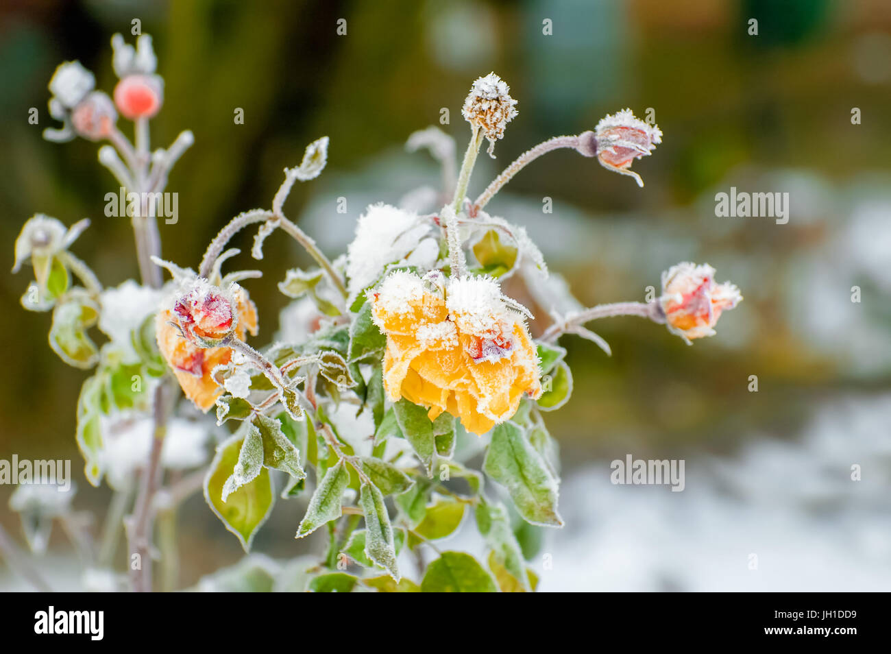 rose buds covered with a heavy winter frost Stock Photo - Alamy