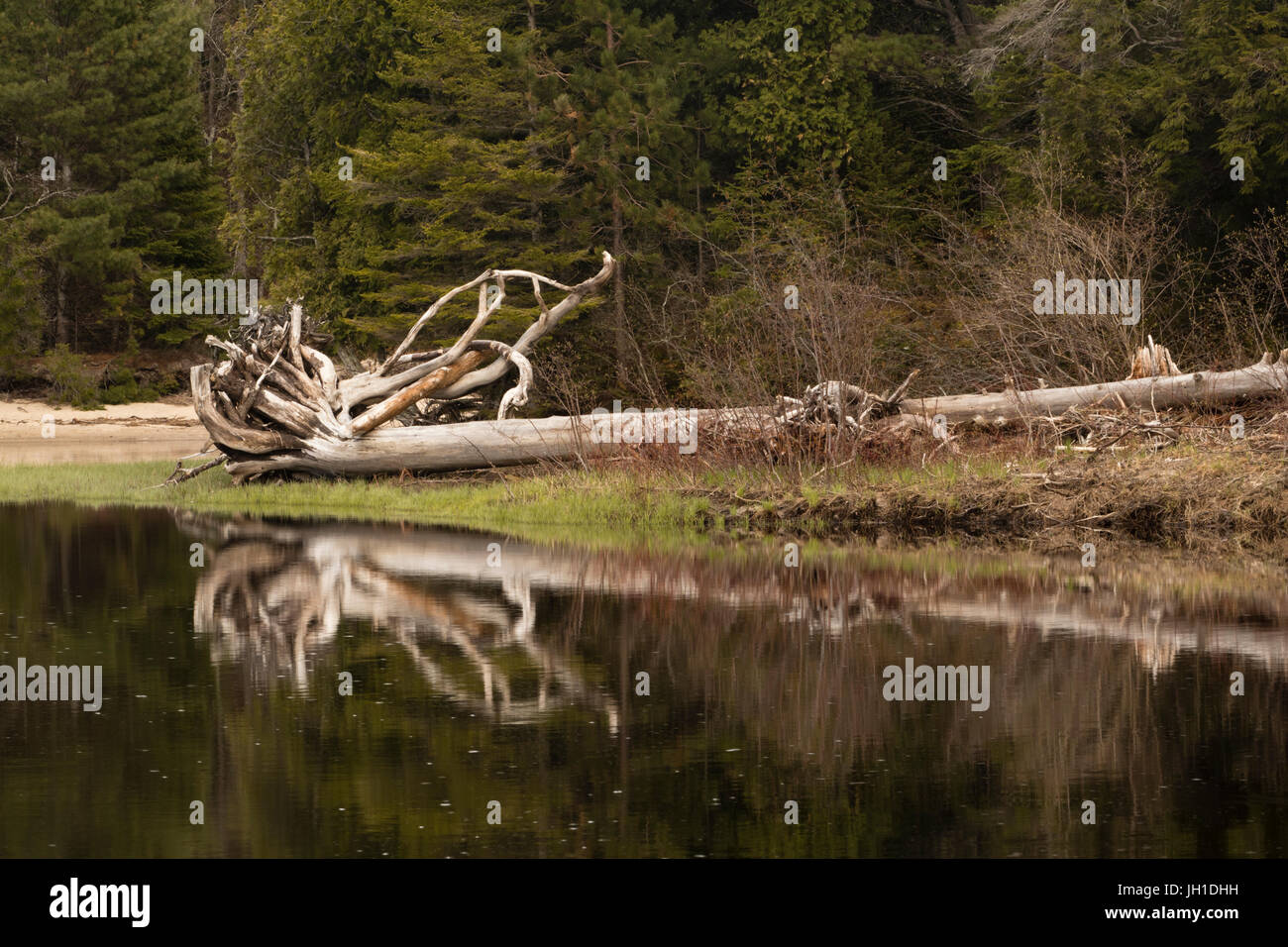 Downed tree hi-res stock photography and images - Alamy