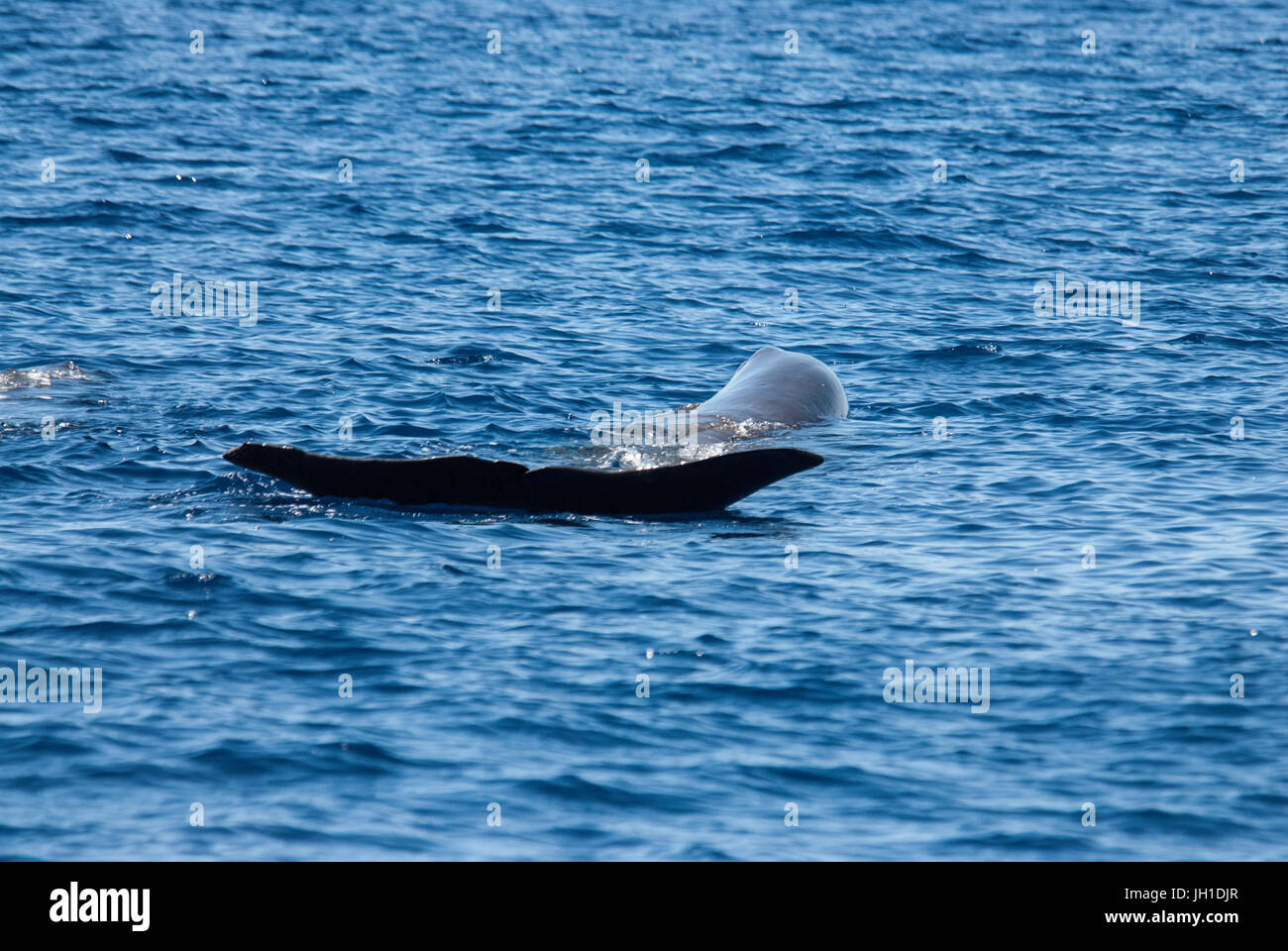 Sperm whale, Physeter macrocephalus, cachalot or Pottwal, stretching at surface, showing tail ...