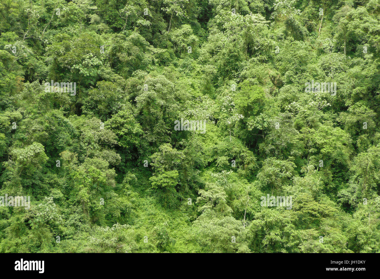 luscious green amazonian rainforest background Stock Photo - Alamy