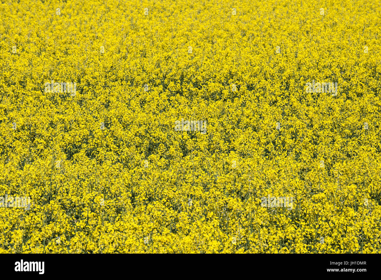 background of flowering yellow rapeseed plants Stock Photo - Alamy