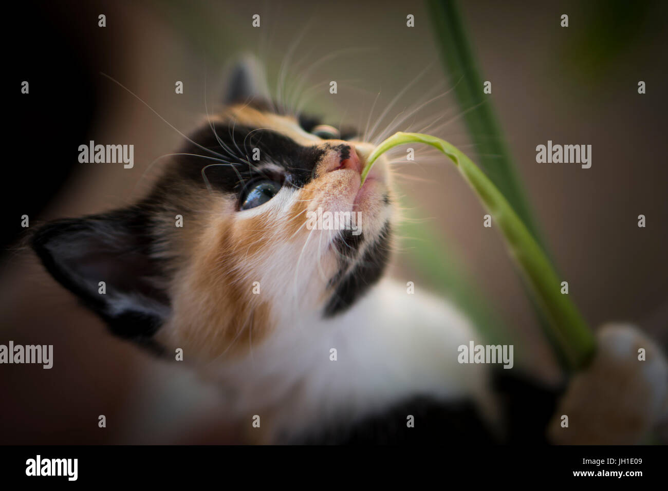 Kitty cat biting a plant Stock Photo - Alamy