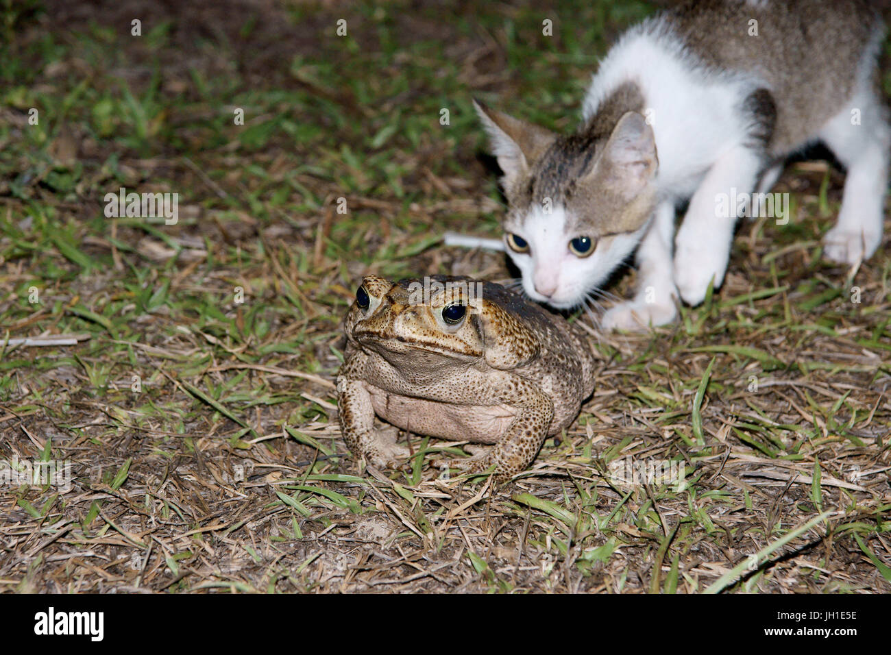 Animal, Puff Marinus, toad, cat, Lençois, Atins, Maranhão, Brazil Stock ...