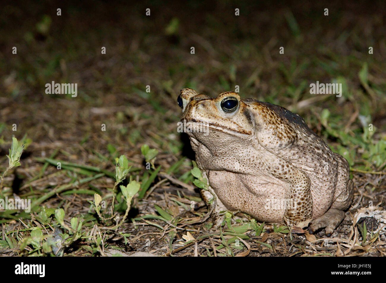 Animal, Puff Marinus, toad, Lençois, Atins, Maranhão, Brazil Stock ...