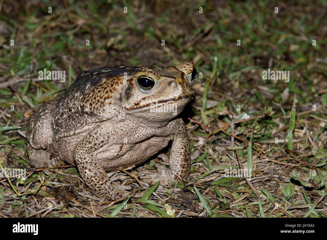 Animal, Puff Marinus, toad, Lençois, Atins, Maranhão, Brazil Stock ...