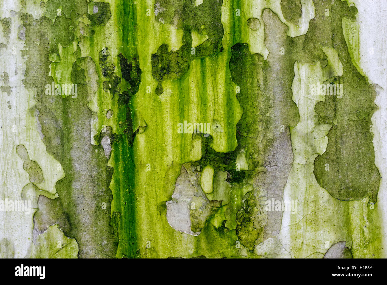 Mold moldy mold hi-res stock photography and images - Alamy