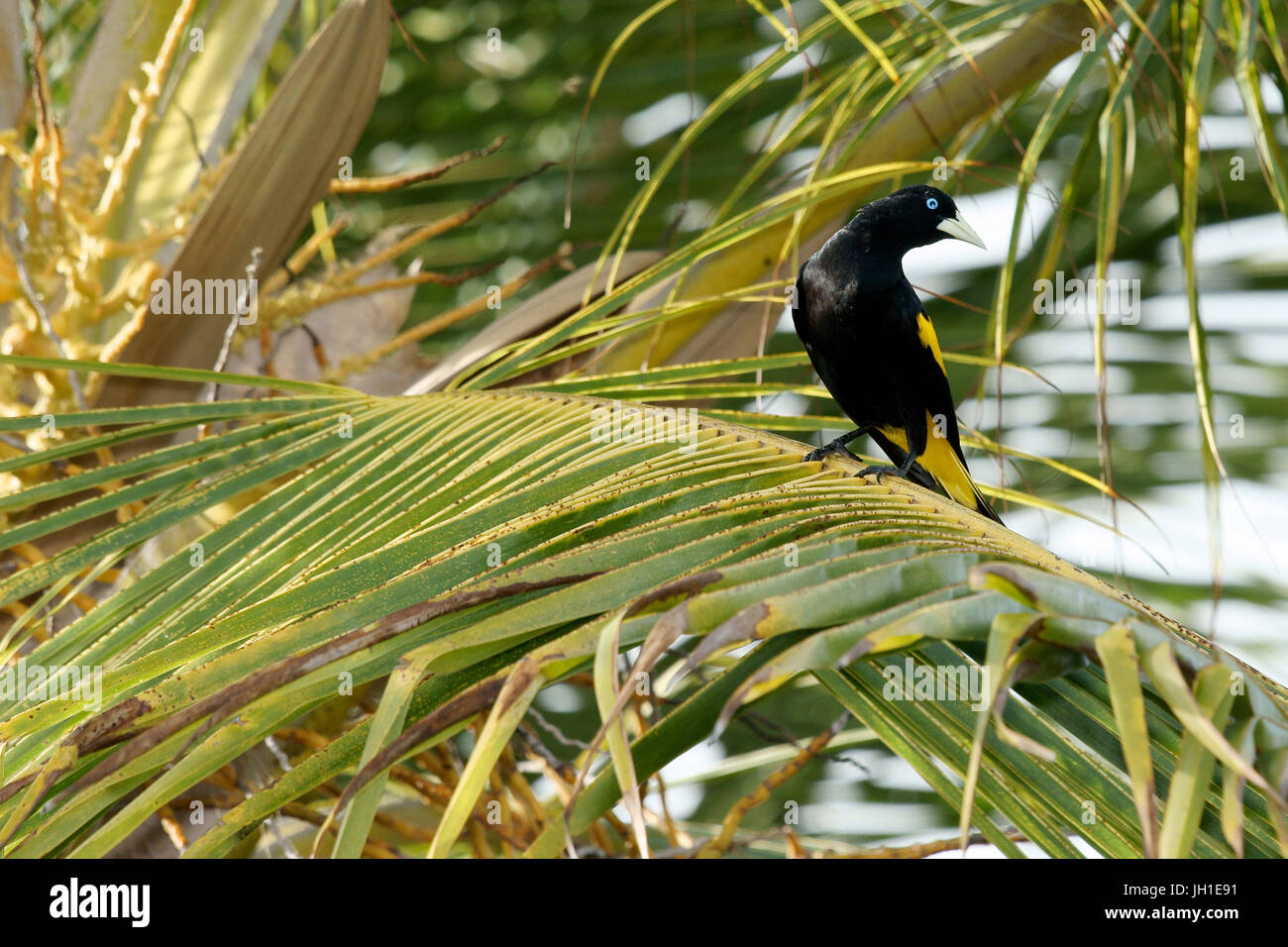 Stink Bird High Resolution Stock Photography and Images - Alamy