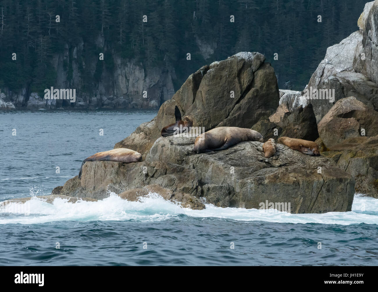 Amongst a pod of sleeping sea lions, a sea lion cow points a flipper to ...