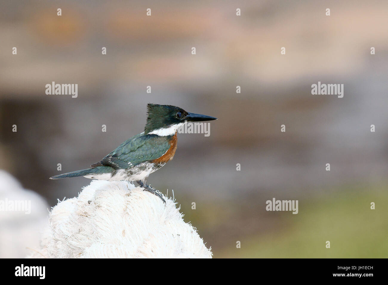 Bird, Martim-fisherman-small, Lençois, Atins, Maranhão, Brazil Stock ...