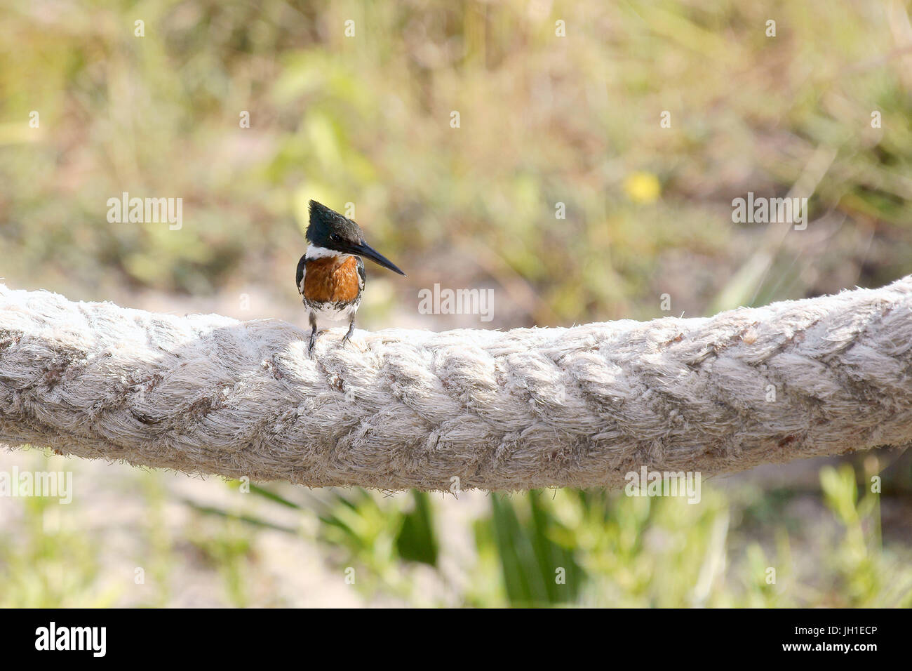 Bird, Martim-fisherman-small, Lençois, Atins, Maranhão, Brazil Stock ...